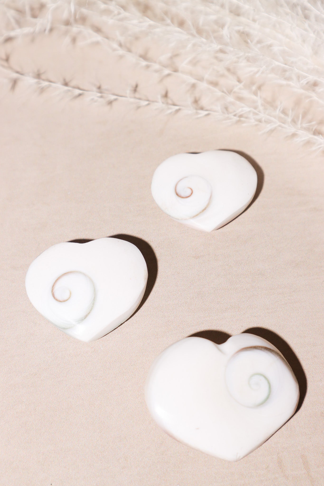 Shiva Shell Fossils | Tali and Loz – Tali & Loz Crystals