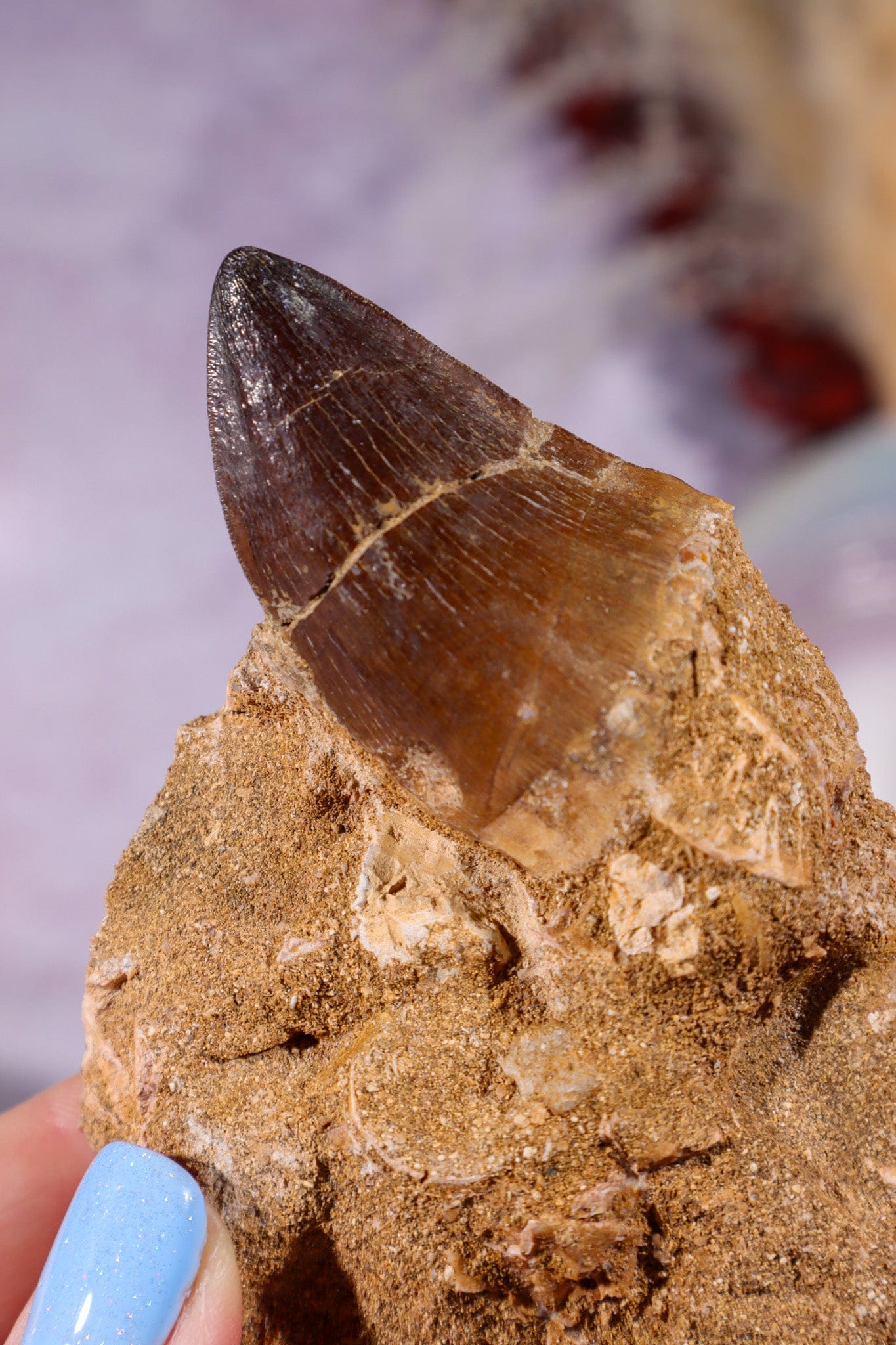Mosasaurus Tooth in Matrix 168g | Morocco Fossil – Tali & Loz Crystals
